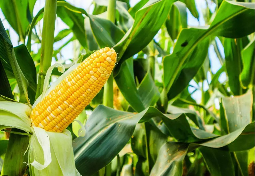 Përfitimet shëndetësore të misrit - Dukagjini